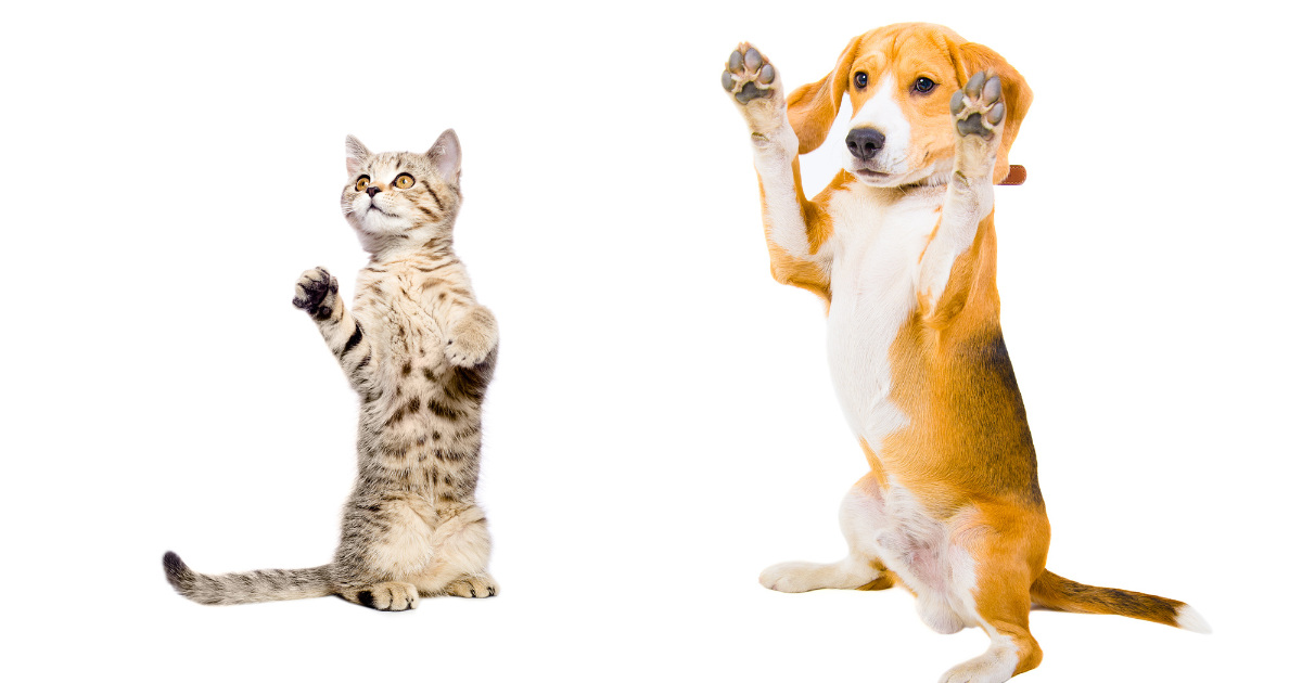 Introducing a Cat to Your Dog: Tips for a Peaceful Introduction