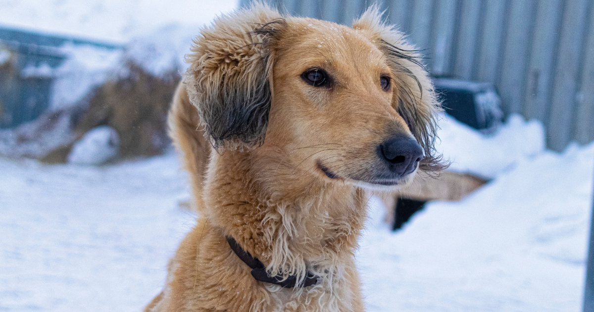 Everything You Need To Know About Loving Your Senior Dog