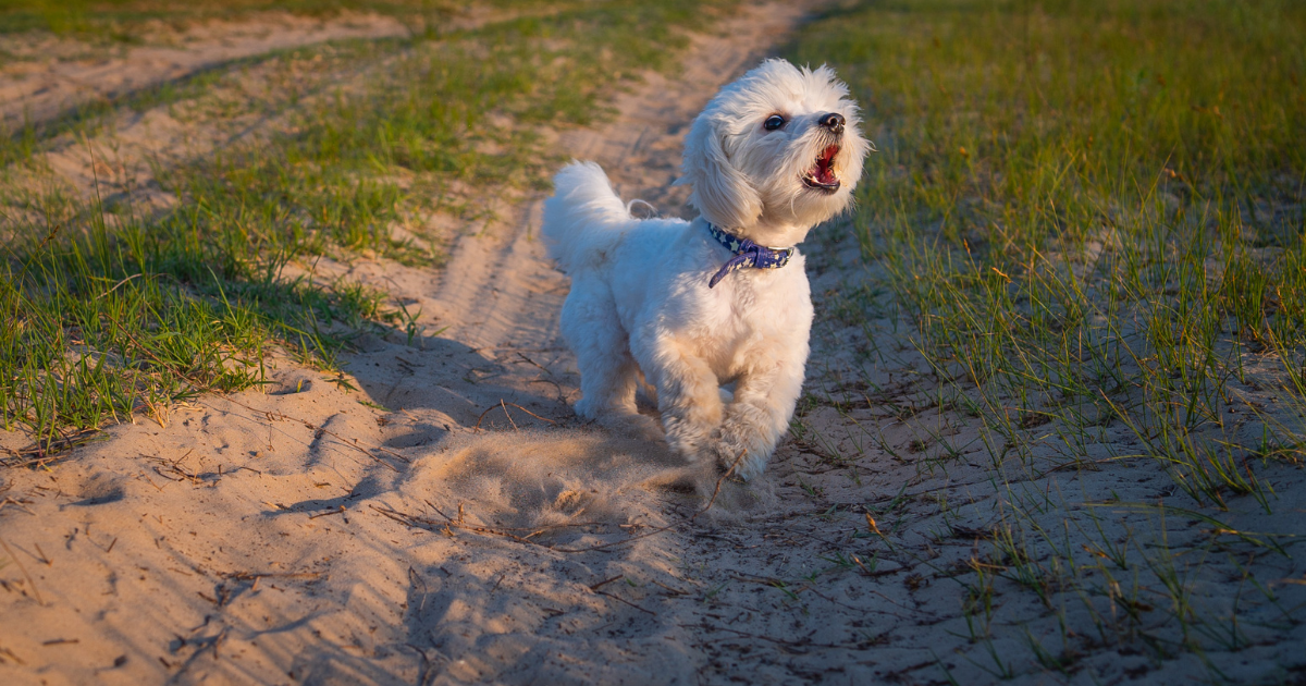 Understanding Why Dogs Bark and How to Handle It