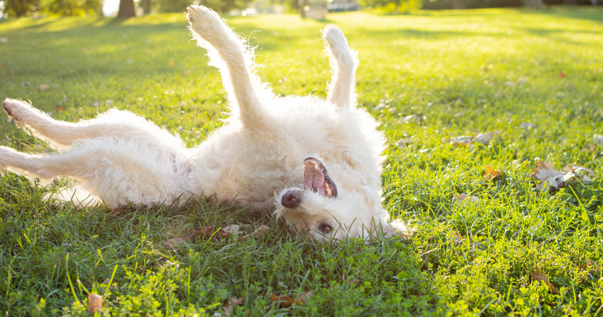 Why Does Your Dog Roll on Its Back? Understanding the Behavior