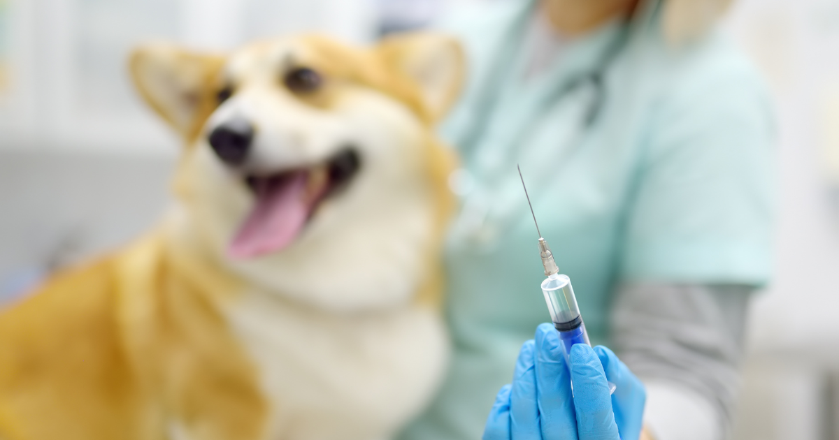 Parvo In Dogs And Puppies: Symptoms, Signs, & Parvovirus